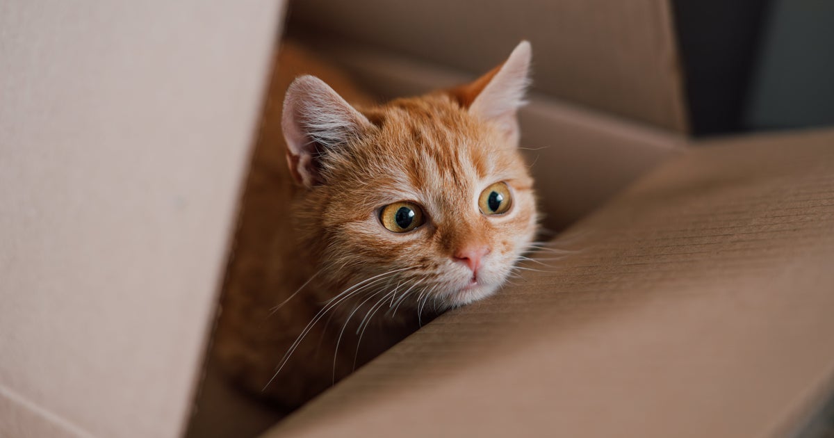 12 Dubious 'Gifts' Cat Owners Have Been Presented With | HuffPost UK Life