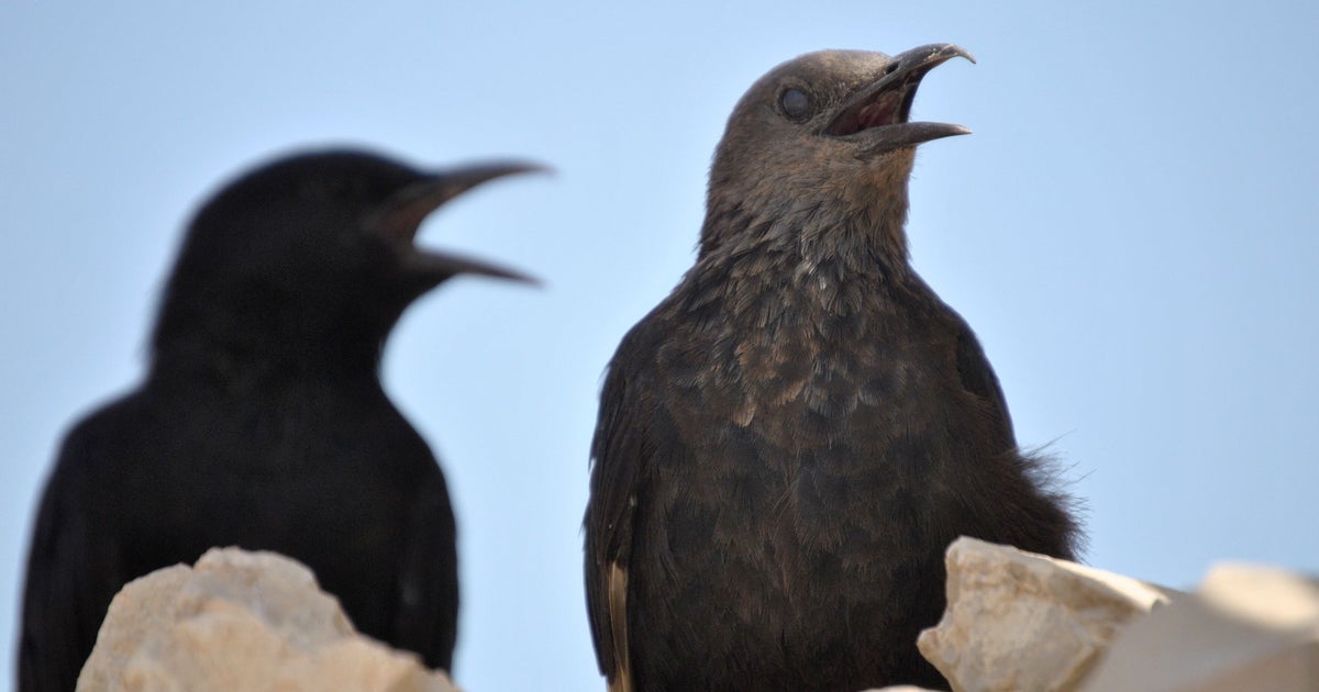 Scientists Have Revealed This Incredibly Human-Like Trait In Crows And ...