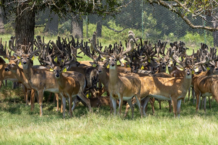 Texas Kills More Than 200 Deer | HuffPost Impact