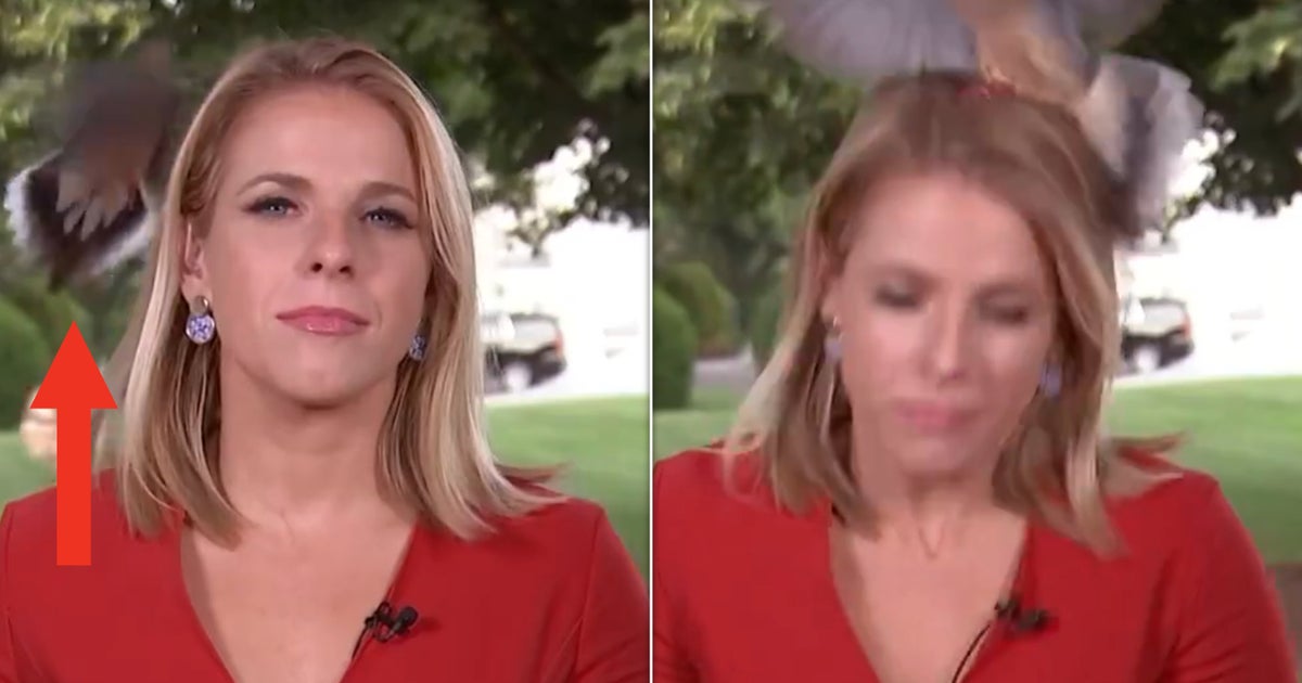 Bird Lands On White House Reporter's Head Moments Before Live Shot ...