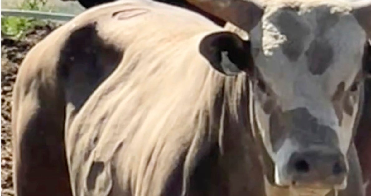 Bull That Jumped The Fence At Oregon Rodeo Is Retiring | HuffPost ...