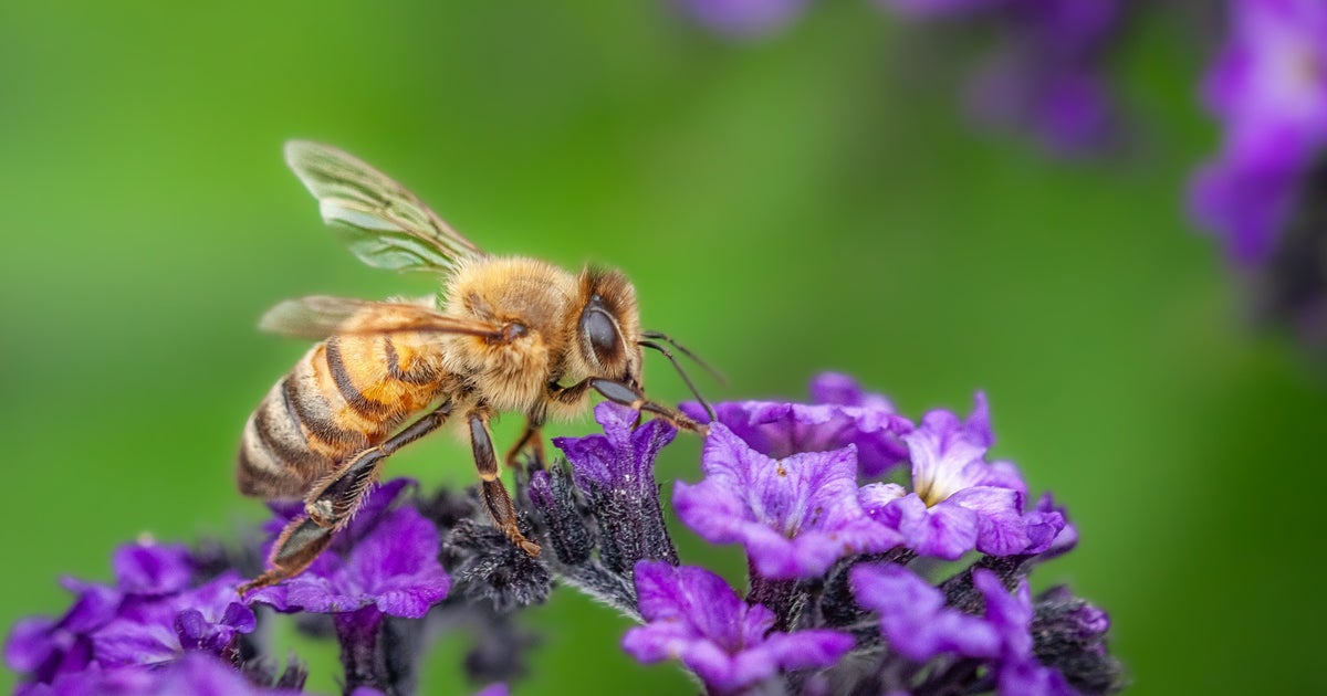 How Honey Bees Can Detect Lung Cancer In Human Breath | HuffPost UK Life