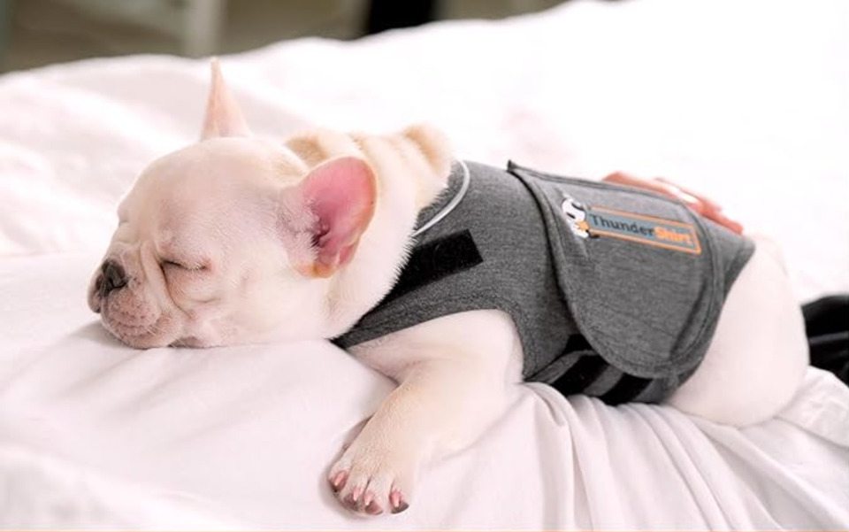 10 Calming Products If Your Pet Is Scared Of Fireworks | HuffPost Life