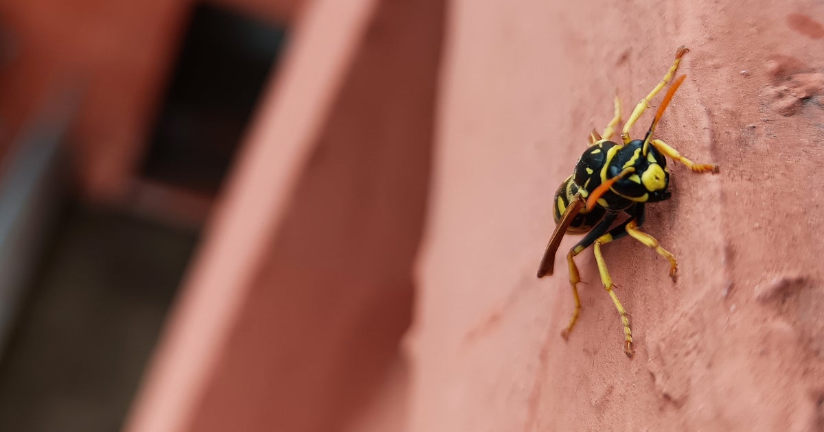 The 1 Decoration Attracting Wasps To Your Kitchen | HuffPost UK Life