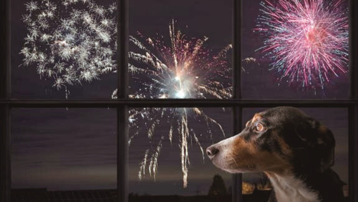 10 Calming Products If Your Pet Is Scared Of Fireworks | HuffPost Life