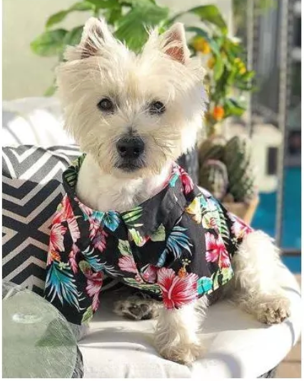 New Target Pet Products To Enhance Your Fur Baby’s Summer | HuffPost Life