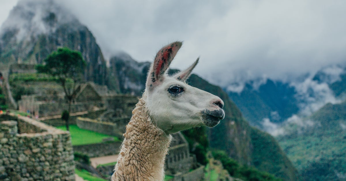 This Is How Llamas Could Be The Future Of HIV Immunity | HuffPost UK Life
