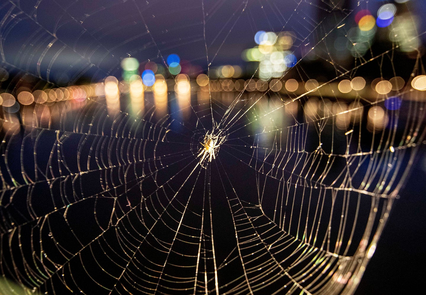 So THAT's Why We Call Those Tiny Spiders 'Money Spiders' | HuffPost UK Life