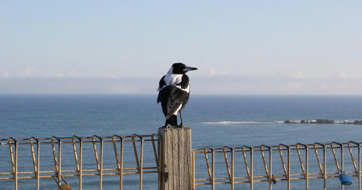 This Is How Australian Magpies Are Like Something From A Horror Film ...