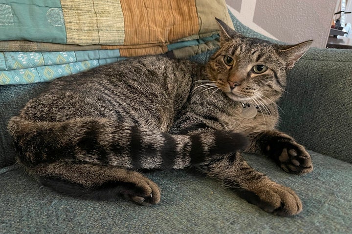 Minnesota Cat Survives 8 Weeks In Sewer | HuffPost Weird News