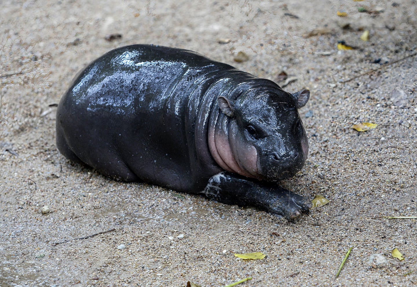 A Baby Hippo Is Taking The World By Storm — But Not Everyone Is Being ...
