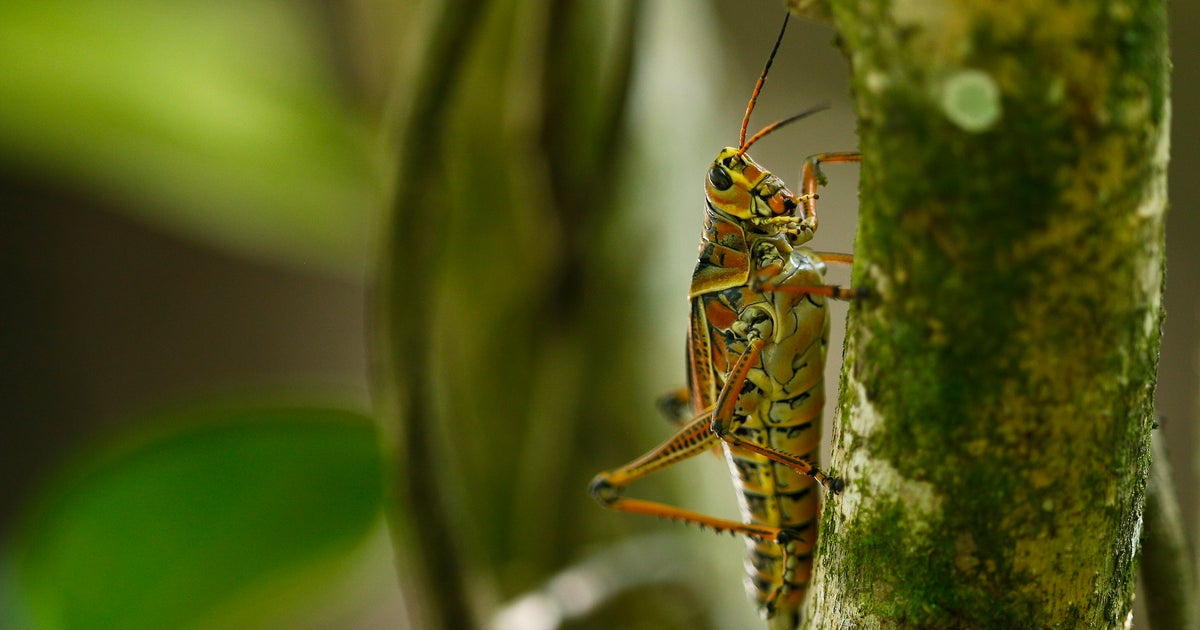 You Can Turn A Grasshopper Into A Locust By Tickling It | HuffPost UK Life