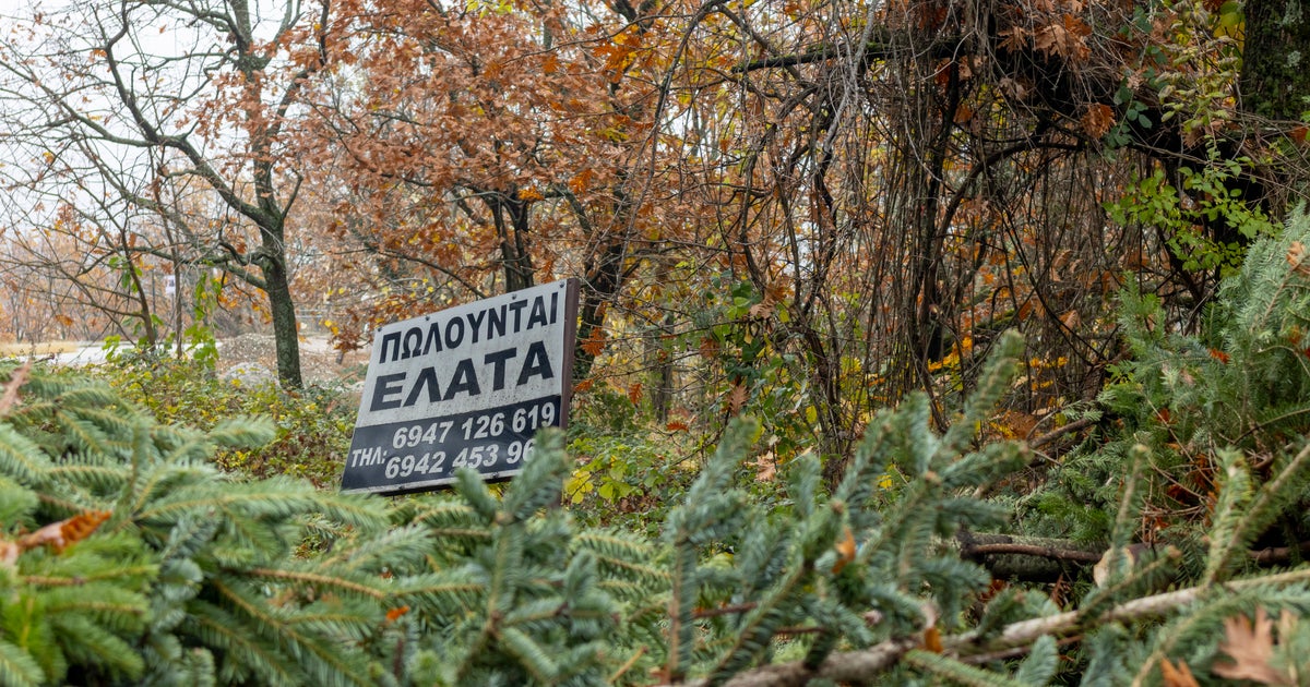 Αντίστροφη μέτρηση για τα Χριστούγεννα: Δέντρα για όλα τα βαλάντια, πού ...