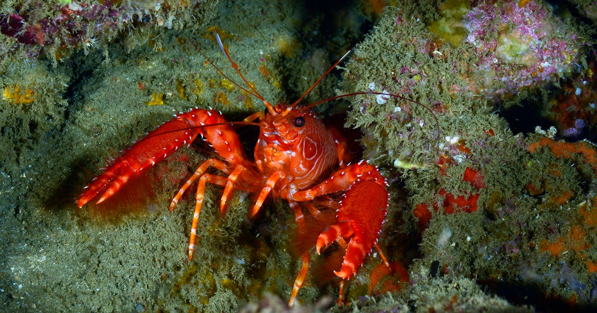 I Just Learned The Mating Ritual That Lobsters Undertake And It's ...