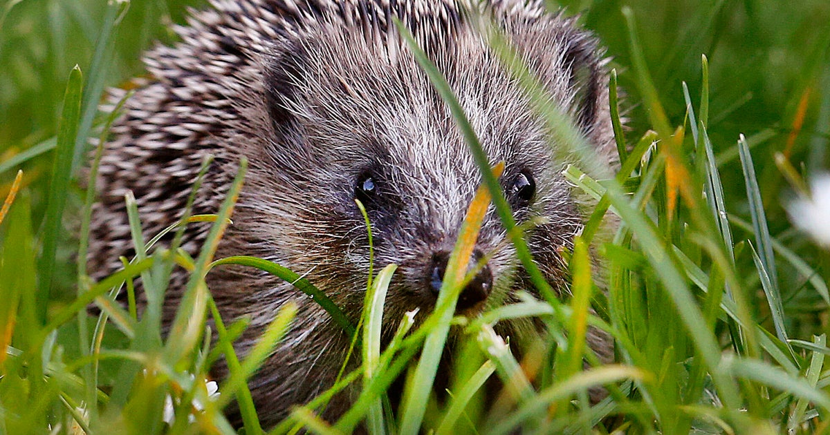 Oh Good: Hedgehog Food Can Be Bad For Them | HuffPost UK Life