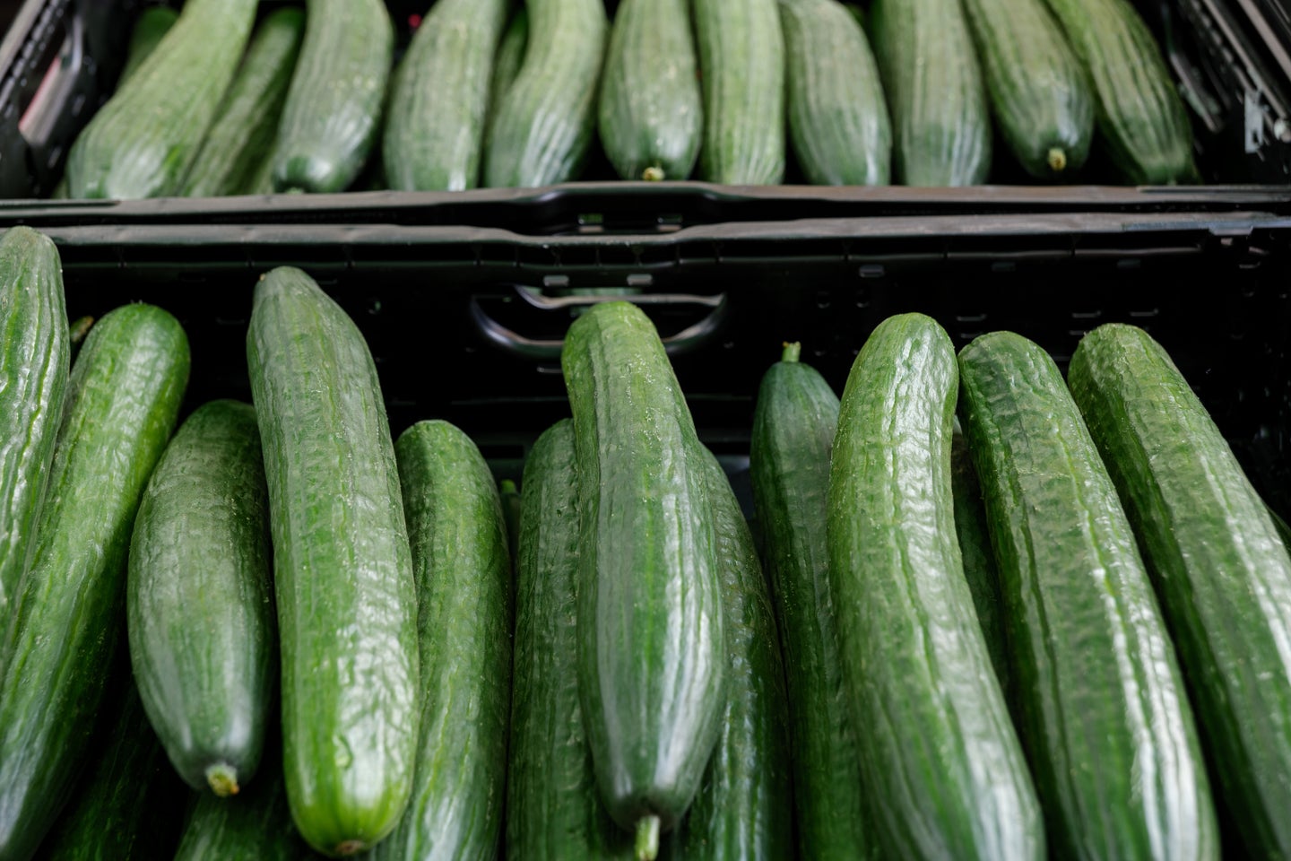 Cucumbers Shipped To 26 States Recalled For Salmonella | HuffPost Life