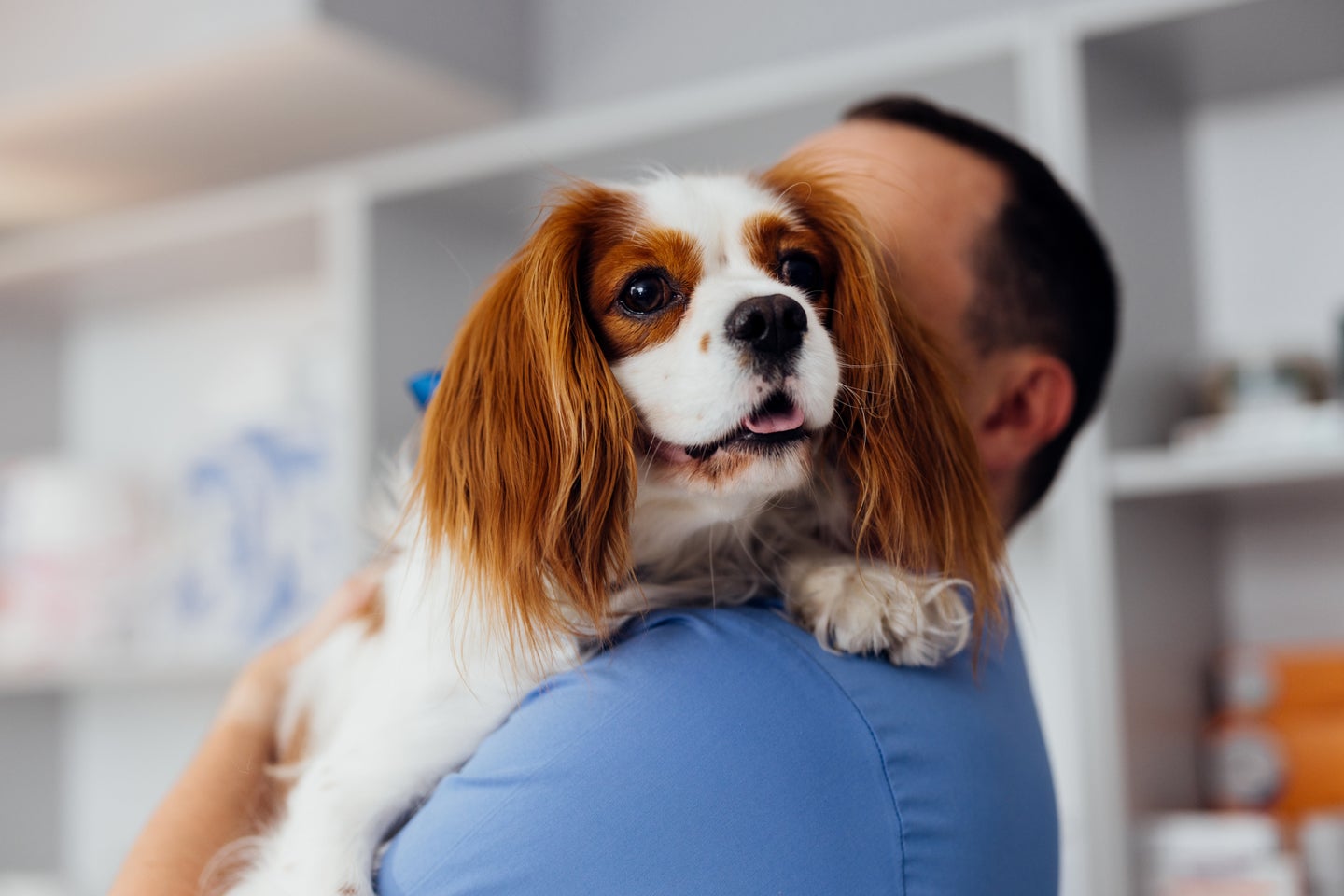 Signs Of Salmonella And E. Coli Illnesses In Your Dog | HuffPost Life