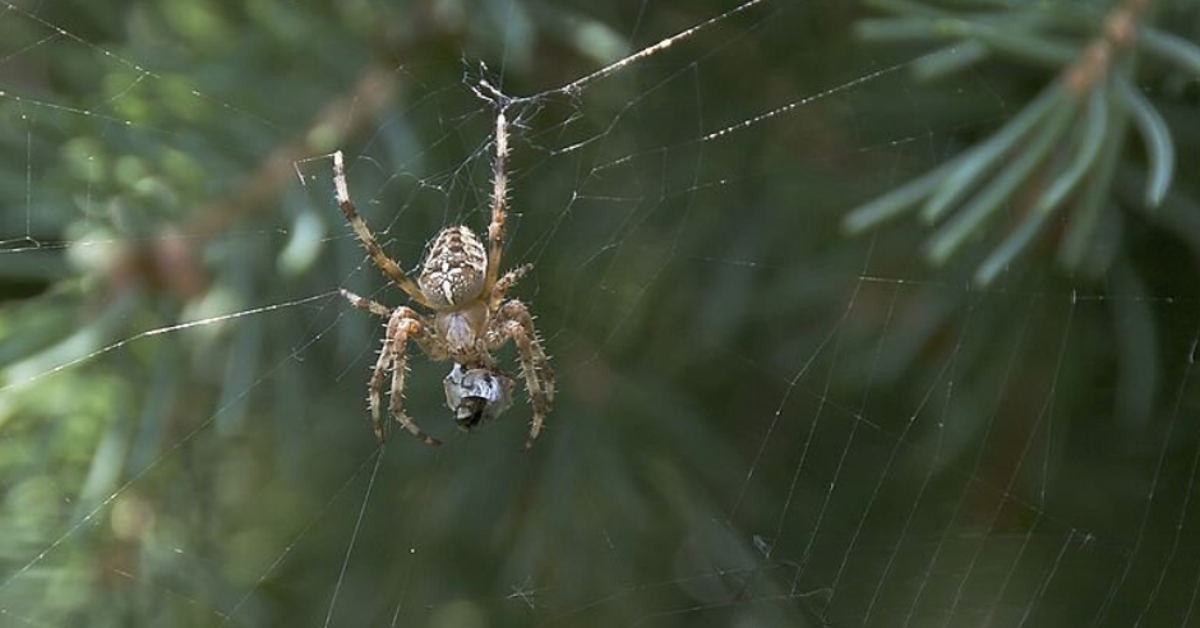 Spiders On Christmas Trees: How To Spot And Get Rid Of Them | HuffPost ...
