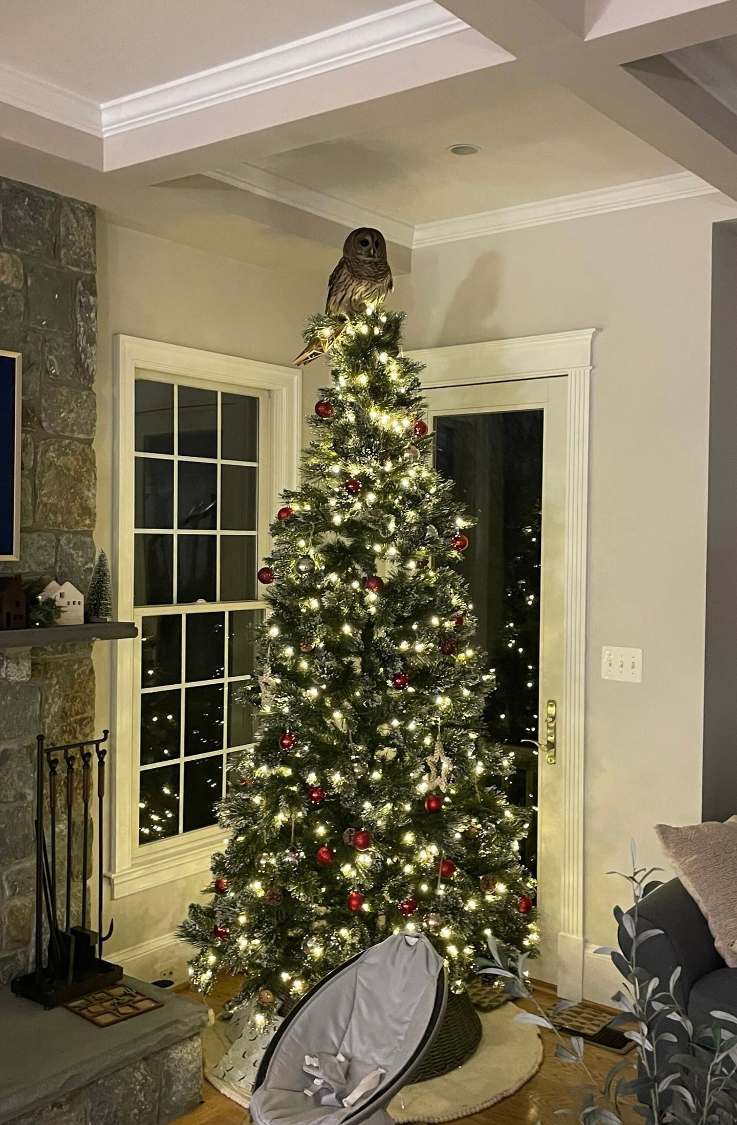 Owl Strikes Pose On Christmas Tree After Flying Down Chimney | HuffPost ...