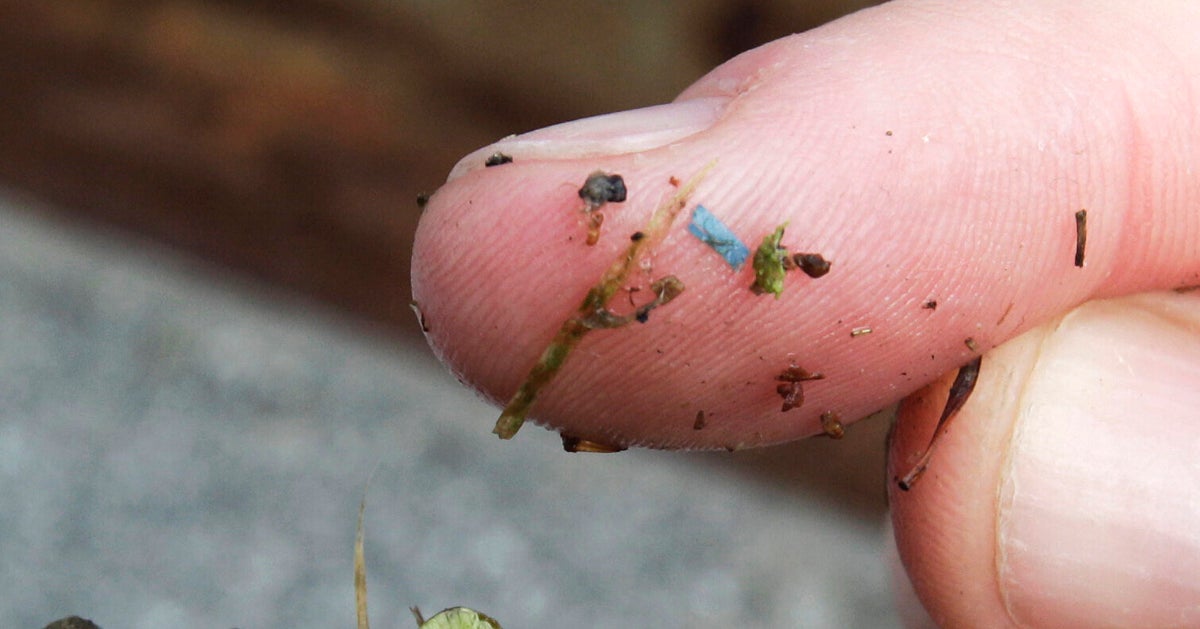 Oh Good – New Study Finds Big Increase In Microplastics Found In Human ... Oh Good – New Study Finds Big Increase In Microplastics Found In Human ...
