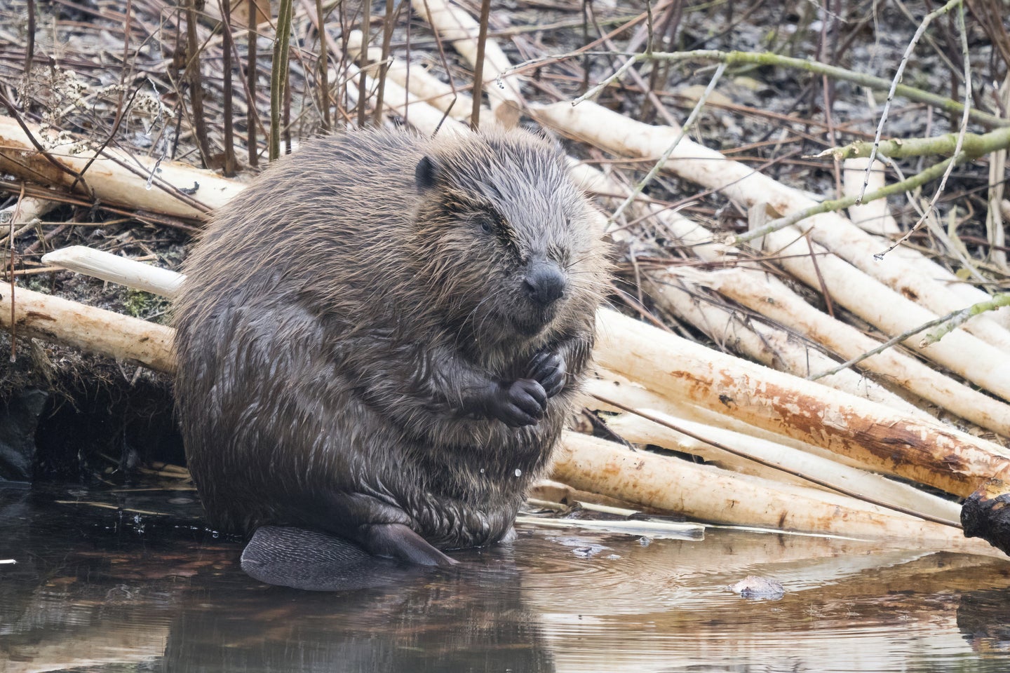 Pricey Dam Project 7 Years In The Making Finished By Beavers For Free ...