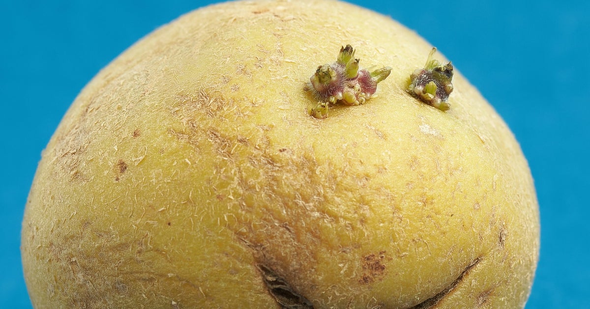 How To Tell If Your Potatoes Are Bad (And When They're Still Safe To ...
