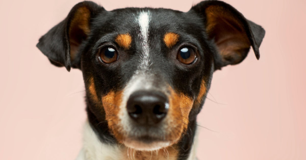 What It Means When Your Dog Humps Your (And How To Stop It) | HuffPost ...