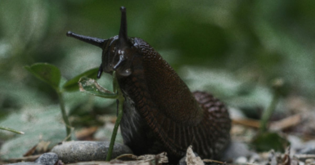 Why Are Slugs In My House? And How To Get Deter Them | HuffPost UK Life