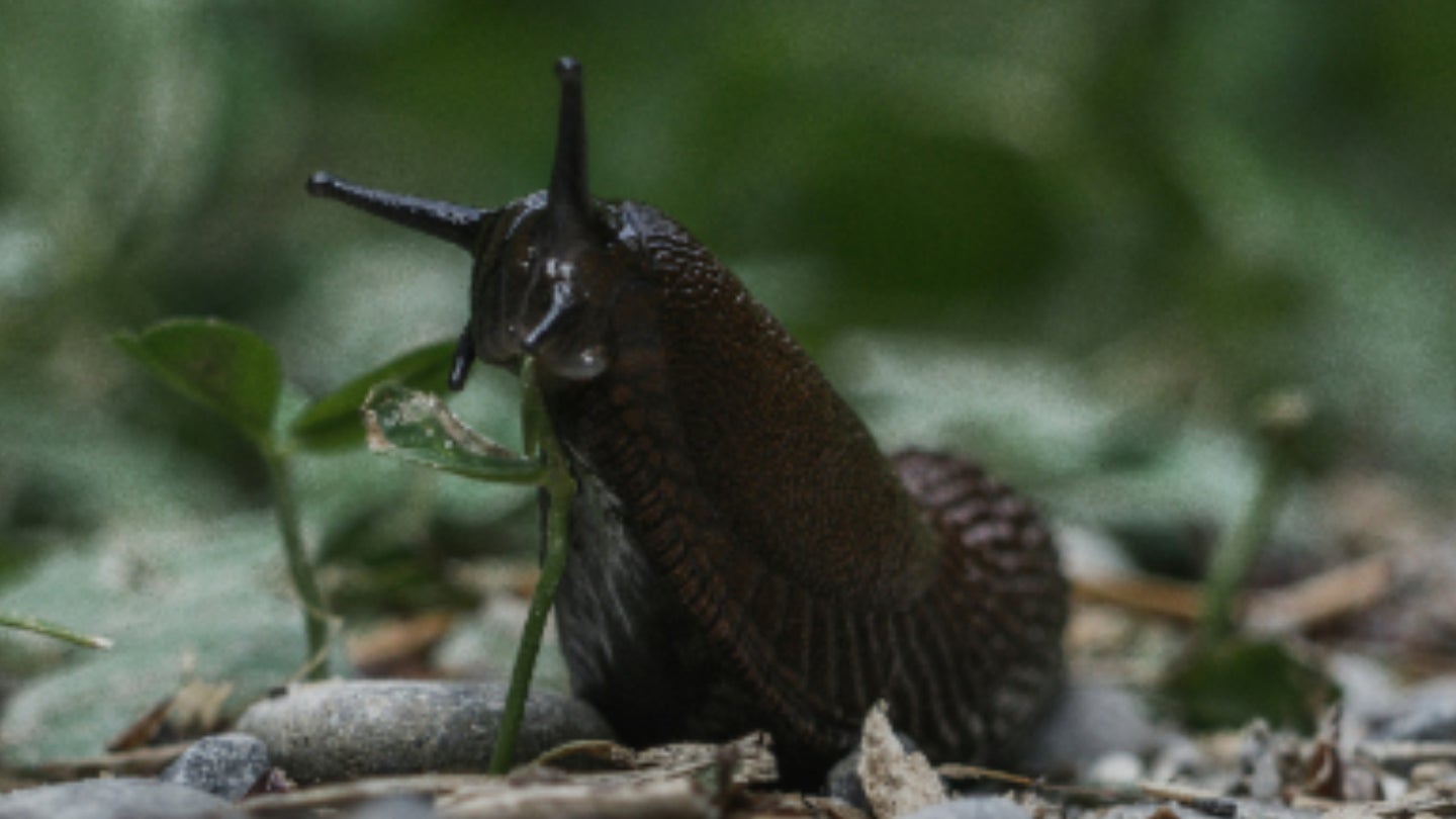 Sorry, What? Most Slugs Secretly Have 'Shells' | HuffPost UK Life