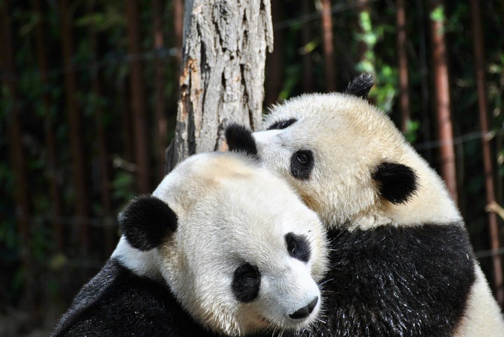What Is Panda Parenting? | HuffPost UK Parents