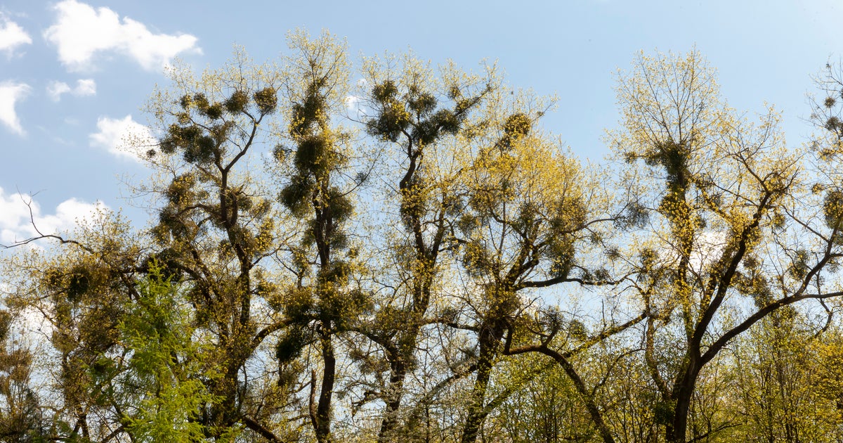 No, Those Clumps In Trees Aren't Bird Nests | HuffPost UK Life