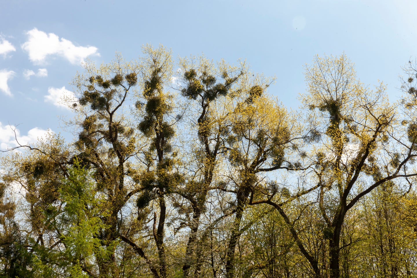 No, Those Clumps In Trees Aren't Bird Nests | HuffPost UK Life