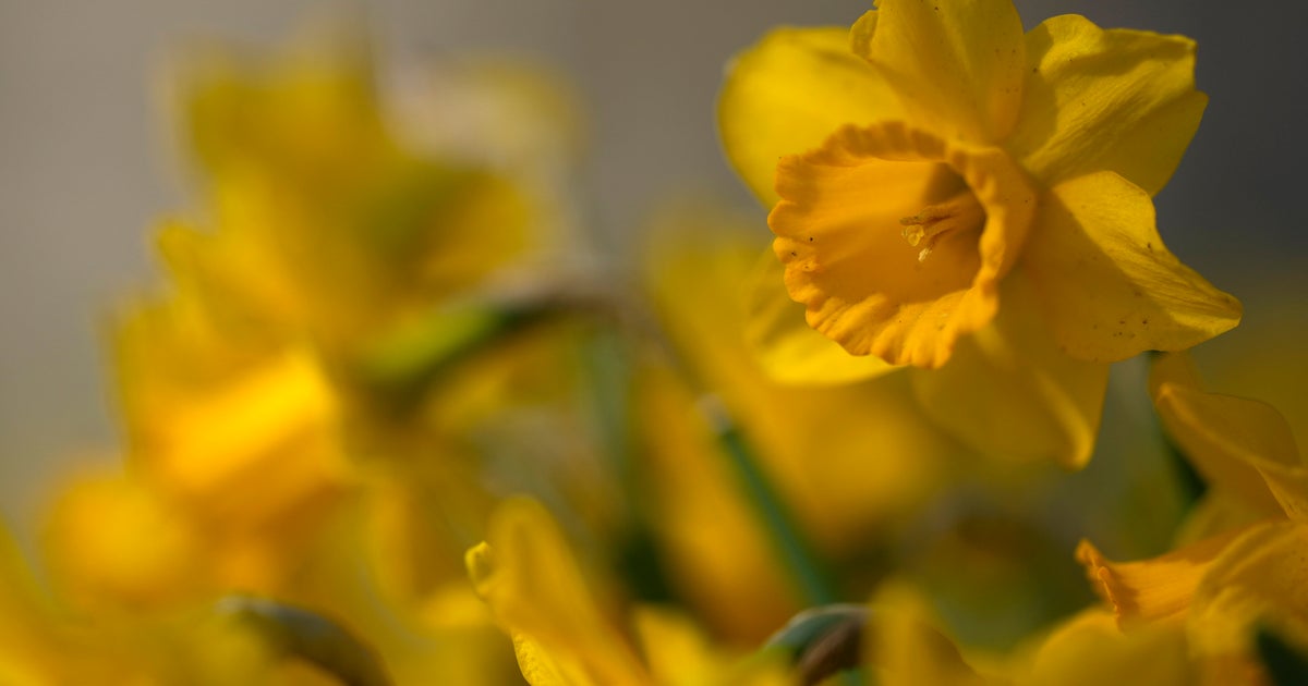 Daffodil Sap Is Toxic. Here's How To Handle And Arrange Them | HuffPost ...