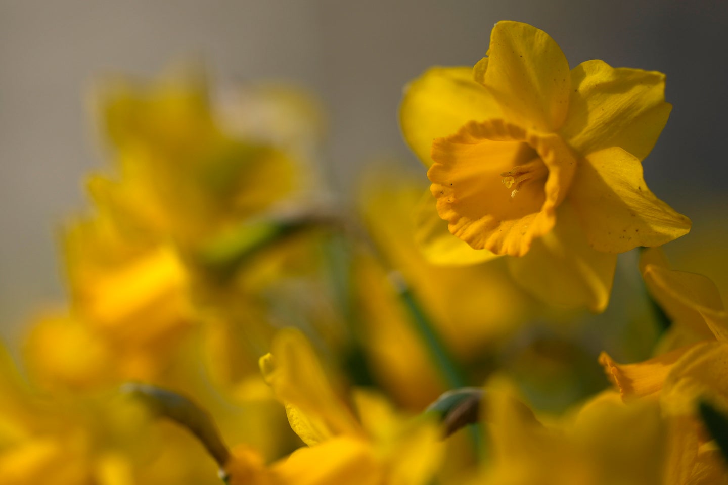 Daffodil Sap Is Toxic. Here's How To Handle And Arrange Them | HuffPost ...