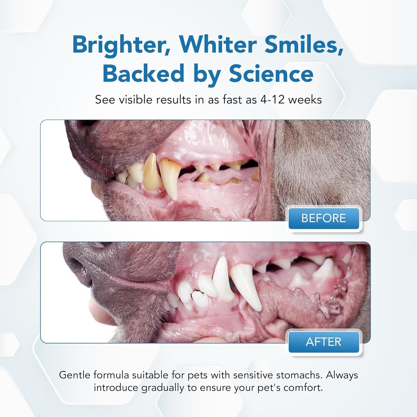 This On-Sale Dental Powder Is An Easy Way To Clean Dogs’ Teeth ...