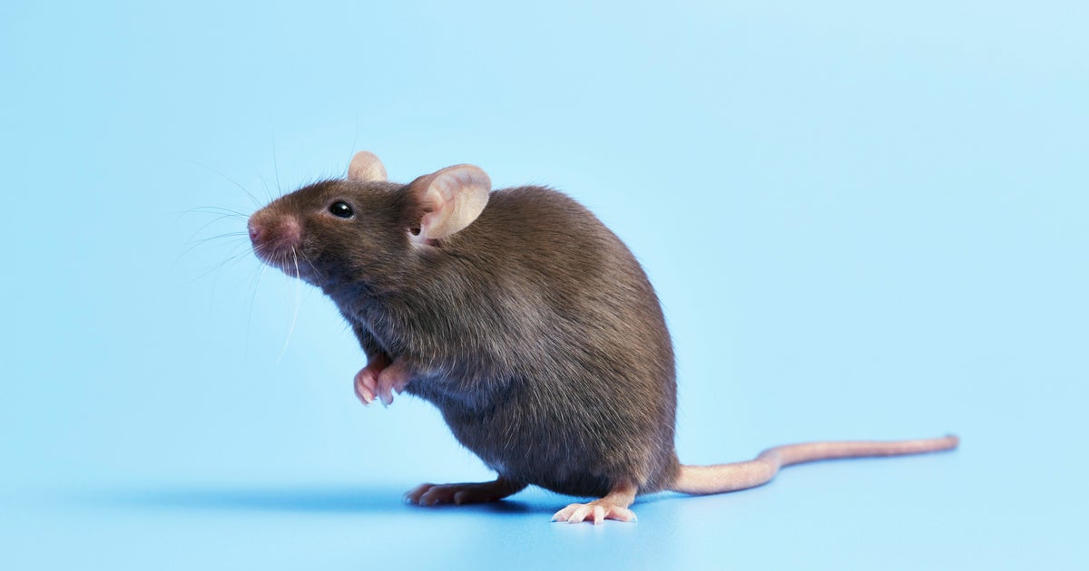 Why You Panic Or Get Scared When You See A Mouse In Your House ...