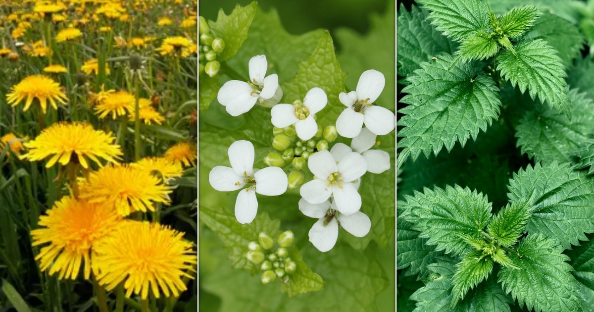 How To Eat 3 Common UK Weeds | HuffPost UK Life