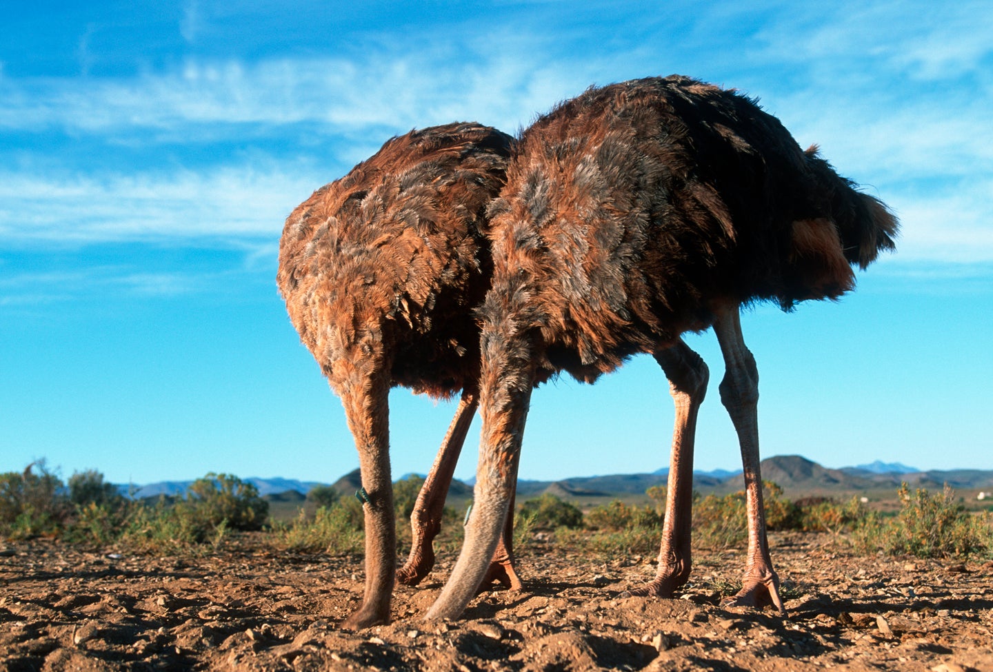 What Is The Ostrich Effect? | HuffPost Life