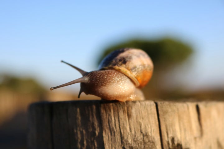 Before Moving A Snail, Do This 1 Thing To Avoid Injuring It | HuffPost ...