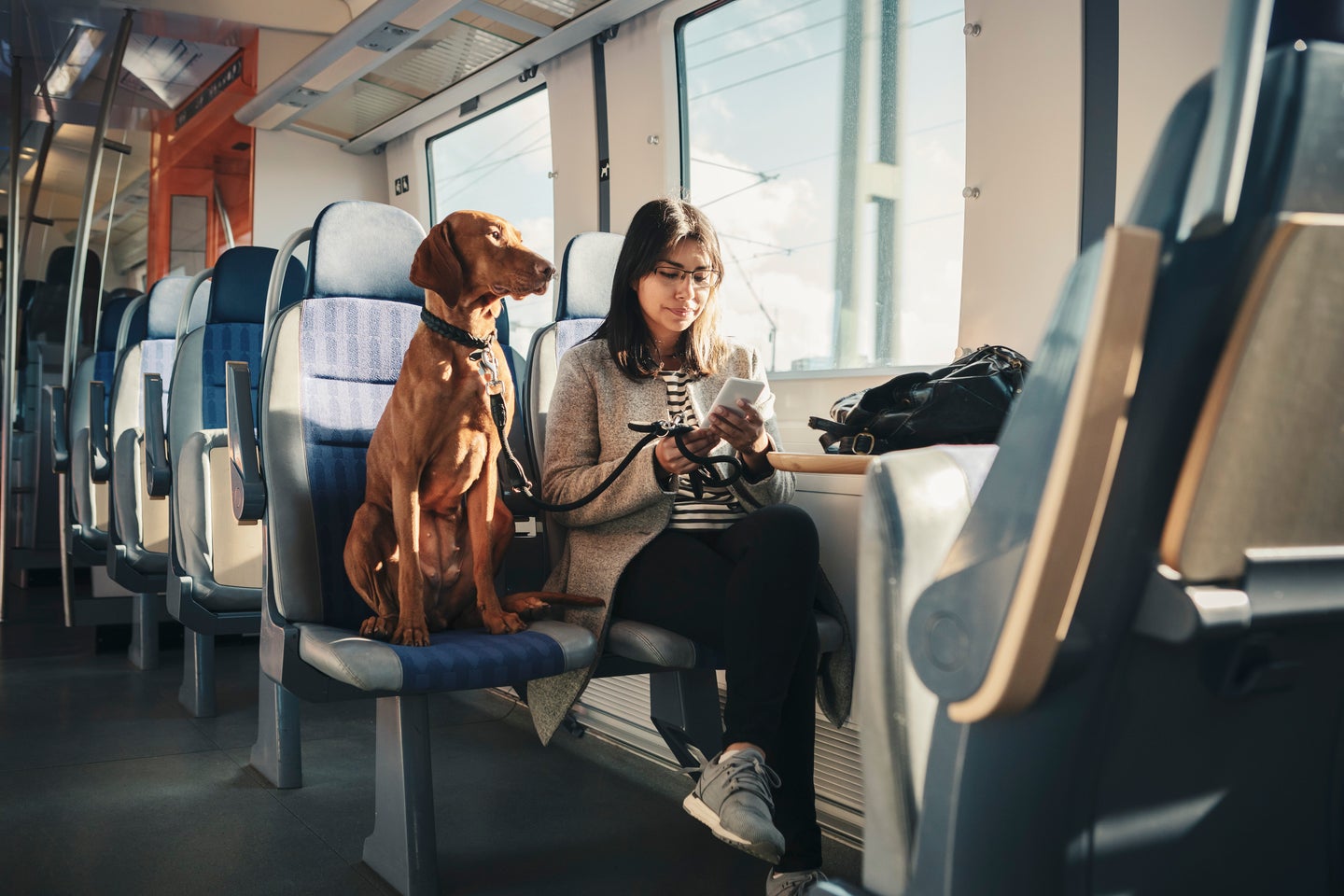 Traveling With Your Dog: 8 Key Questions To Consider | HuffPost Life