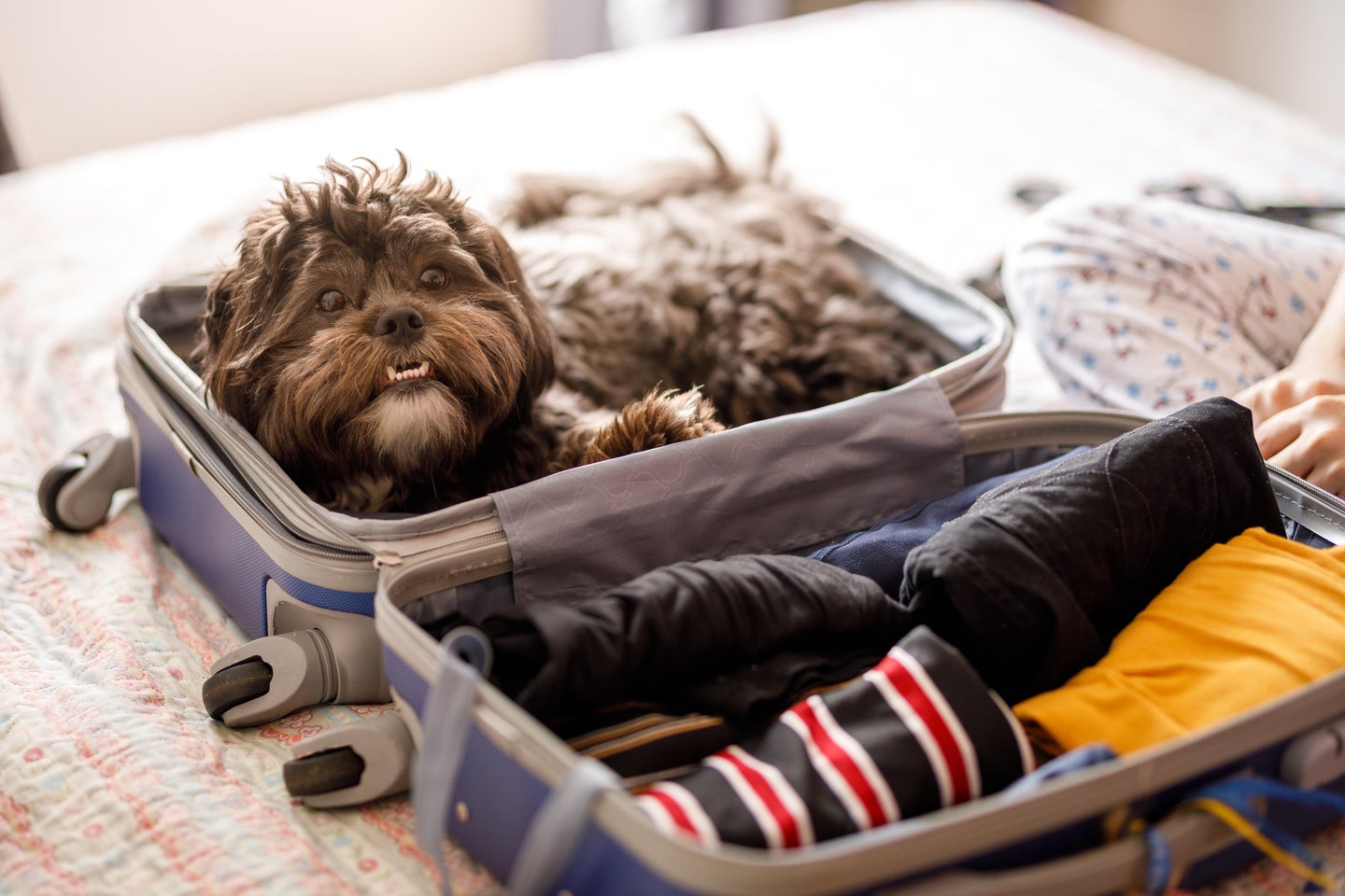Traveling With Your Dog: 8 Key Questions To Consider | HuffPost Life