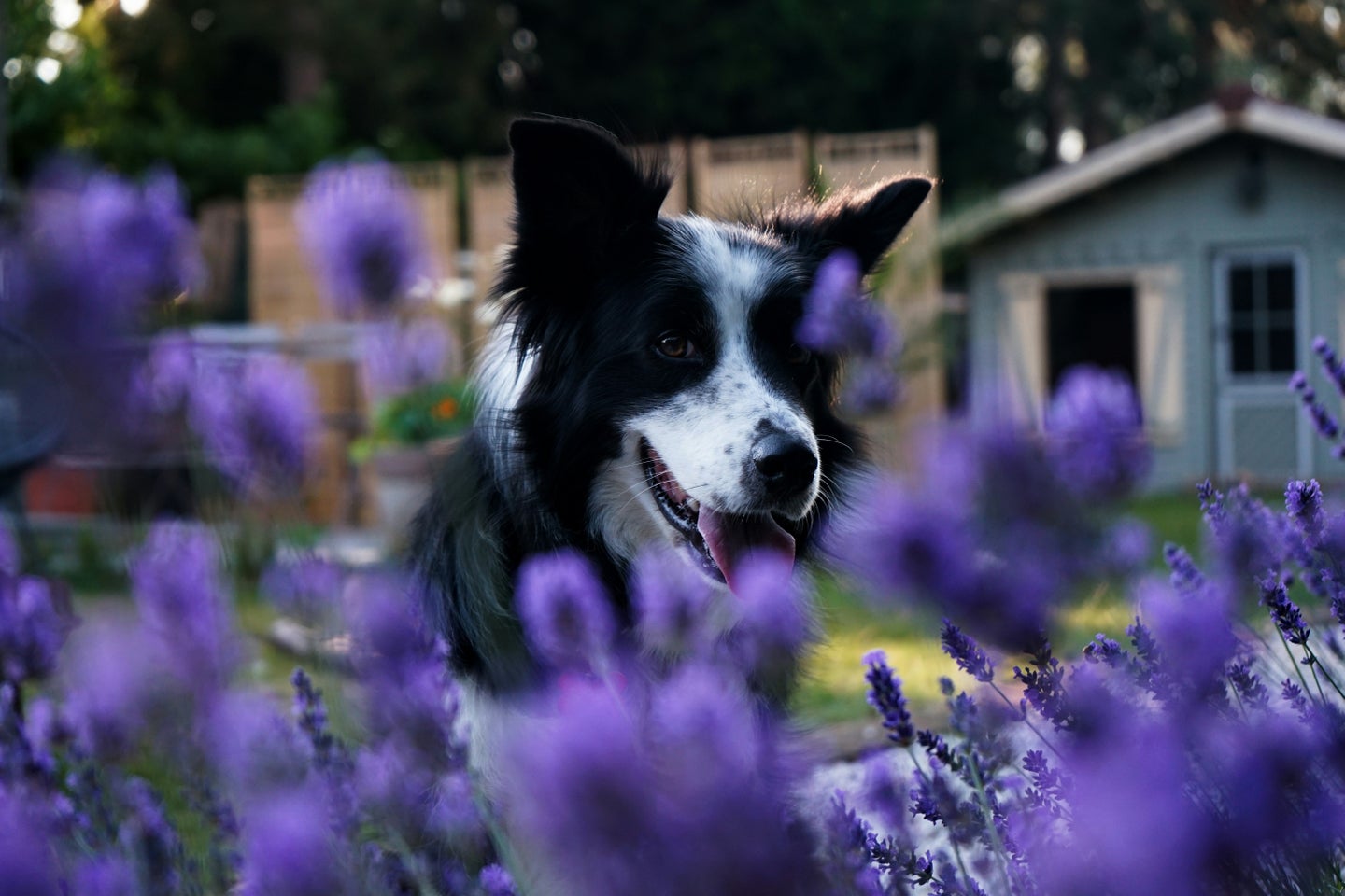 UK Gardeners Warned To Keep Dogs Away From Compost | HuffPost UK Life
