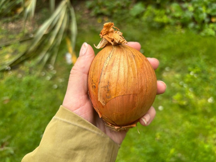 UK Gardeners Advised To Place Onions On Their Lawn | HuffPost UK Life