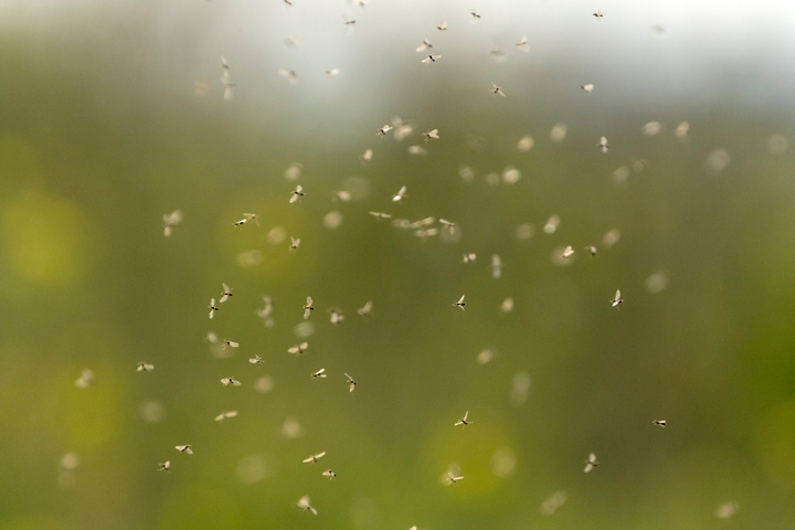 Flying Ant Day: Why Does The UK Get Flying Ants For A Short Time Every ...