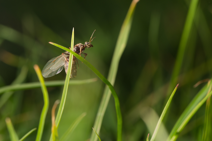Flying Ant Day: Why Does The UK Get Flying Ants For A Short Time Every ...