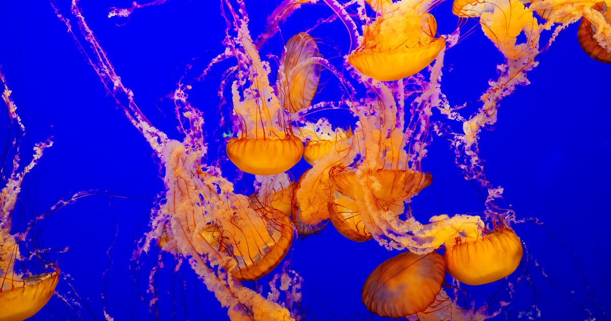 Why You Should Never Pee On Someone With A Jellyfish Sting | HuffPost Life