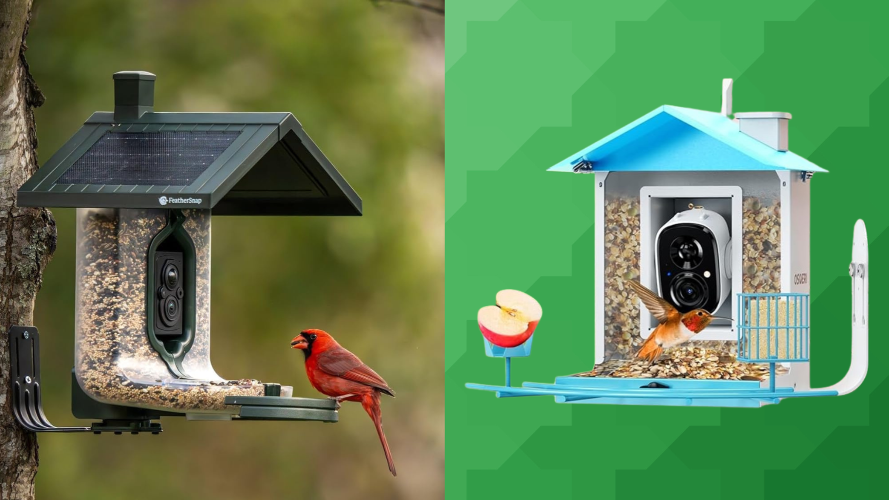 Do Bird Feeder Cameras Require a Subscription? Essential Facts Revealed ...