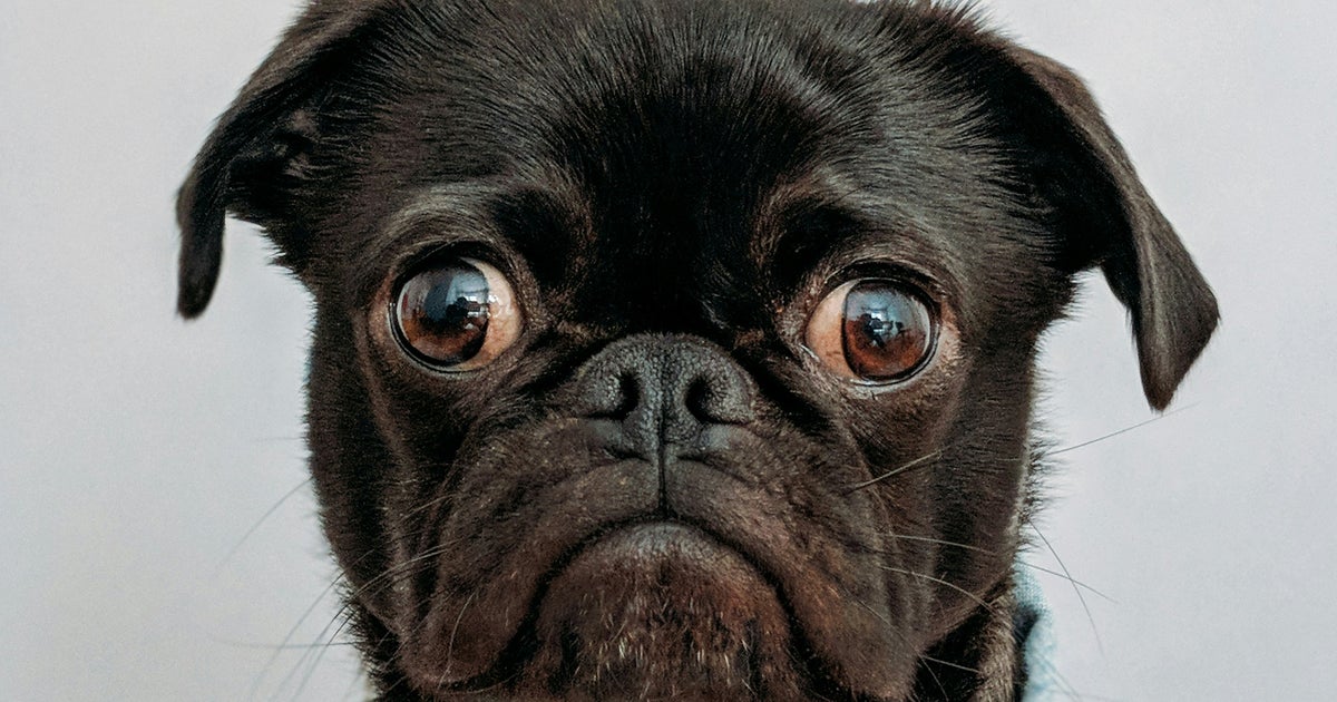 Here's Why Dogs Make Eye Contact With You While Pooping | HuffPost UK Life