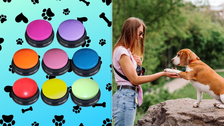Dog Owners Use These $29 Buttons To Talk With Their Pups | HuffPost Life