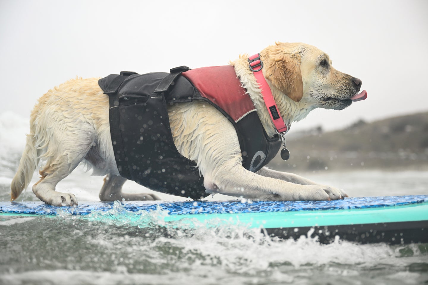 Who's The Top Dog? Wave-Riding Canines Compete In The World Dog Surfing ...